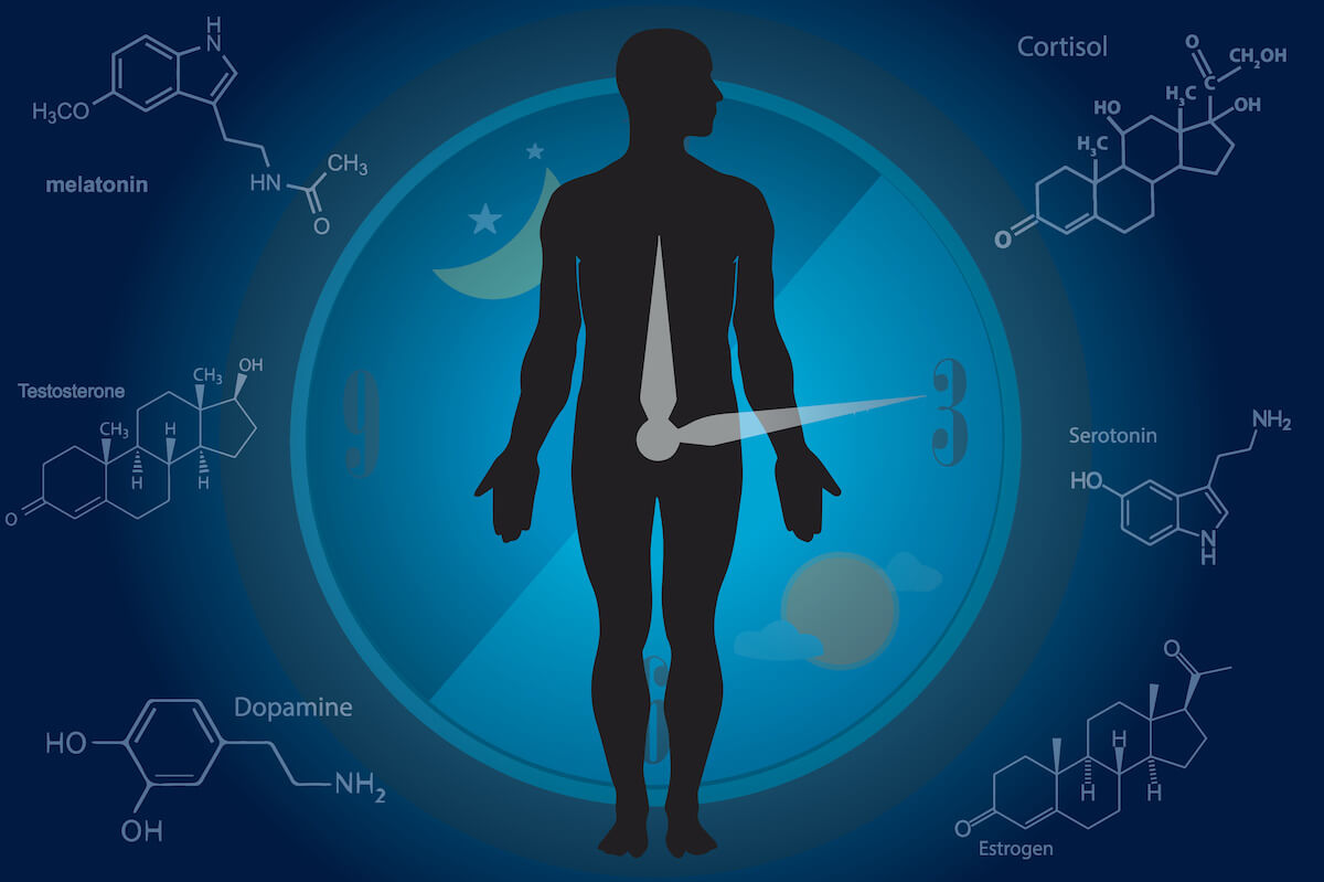 For Maximum Performance Follow Your Biological Clock Taylor In Time